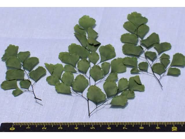 Grote Groene Blaadjes # Joefix 125 - Modelbouw Krikke